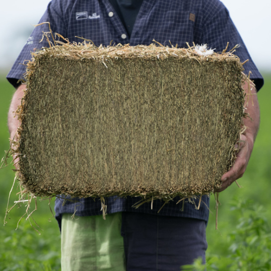 Compressed Supreme Hay | Products - Animal Feed Barn