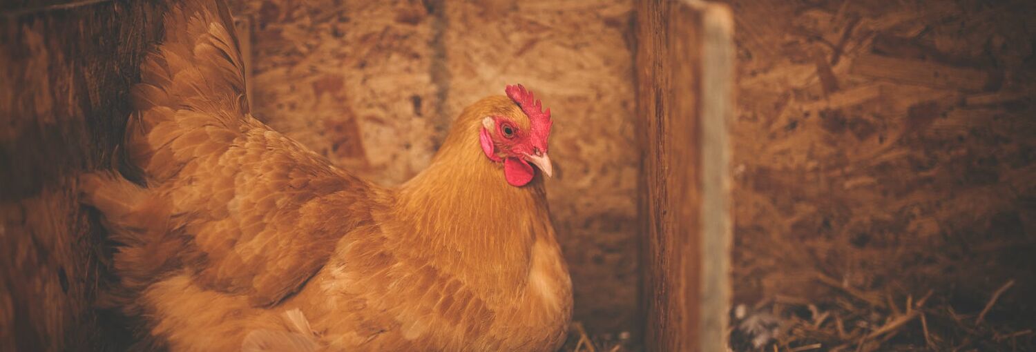 Animal Feed Barn - Horse Feed Chicken Dog Cat Pig & Rabbit Food